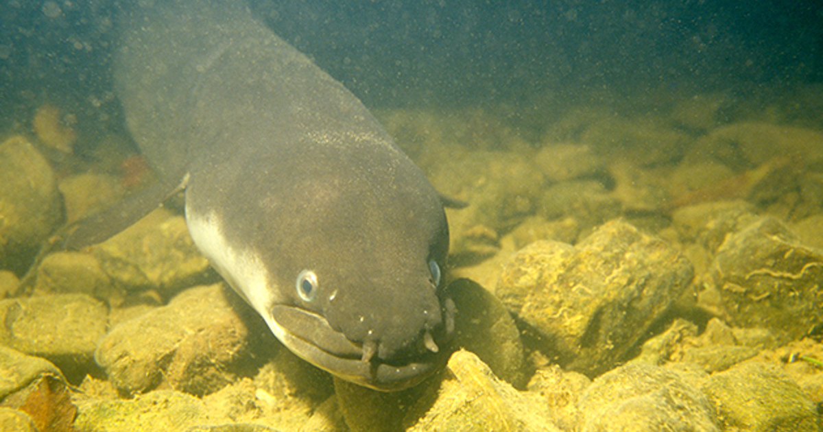 Media release: Environment Commissioner congratulates Minister on ...