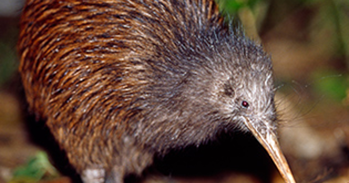 Protecting kiwi | Parliamentary Commissioner of Environment