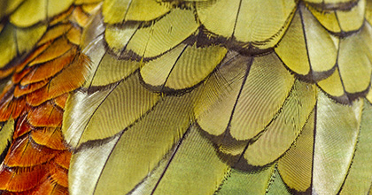 Media release: Native birds in desperate situation, says Environment ...